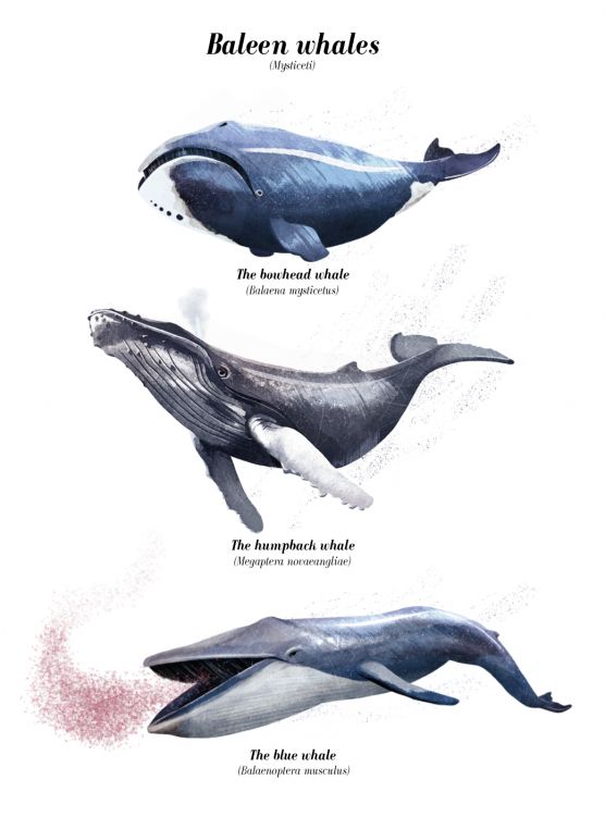 Baleen Whales