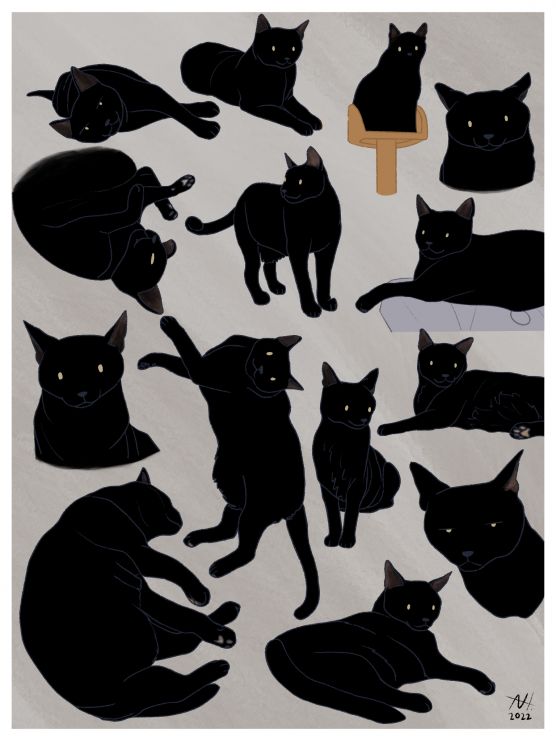 Cat doodles