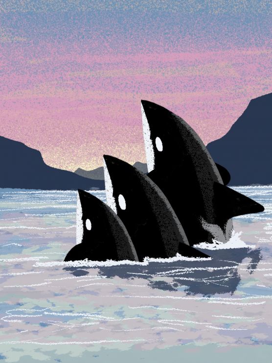 Orca Pod