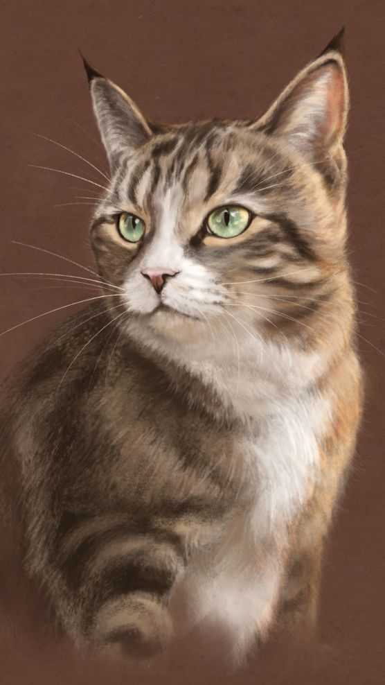 Cat portrait