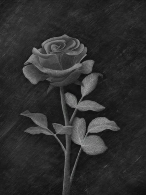 Rose B/W