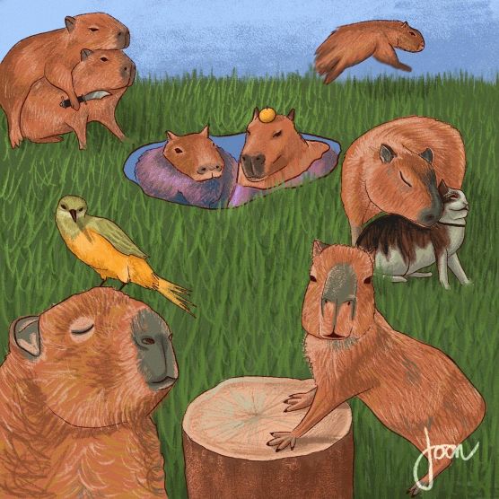 Capybaras