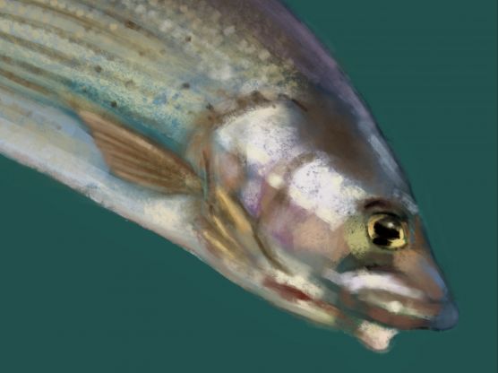 Fish head