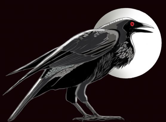 Midnight crow
