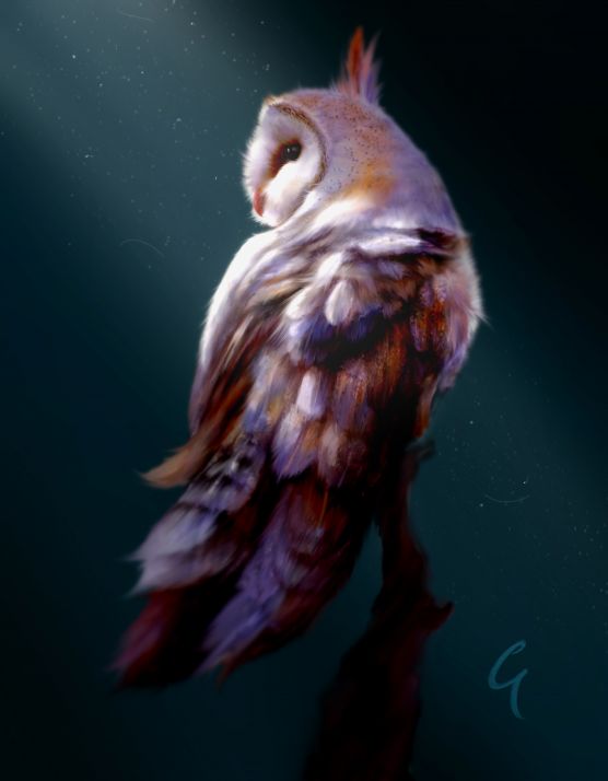 Owl