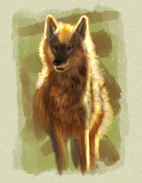 Wolf Study
