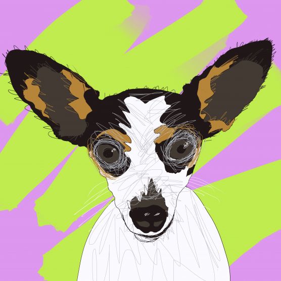 Pippi the Dog