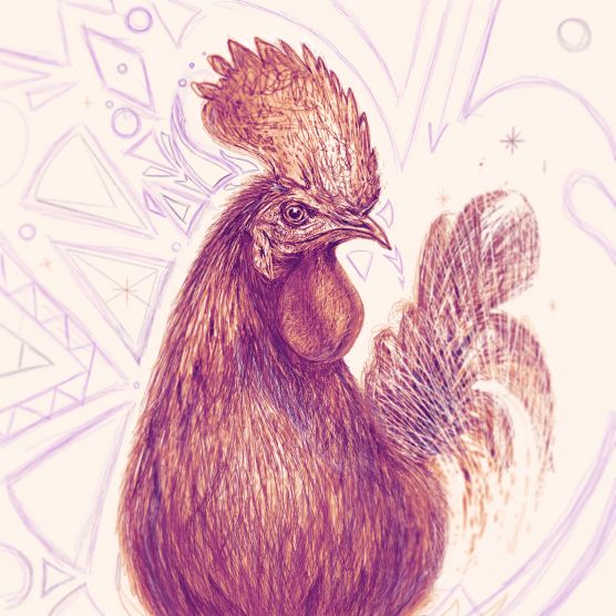 Rooster Portrait