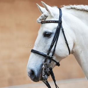 Horse Bridle
