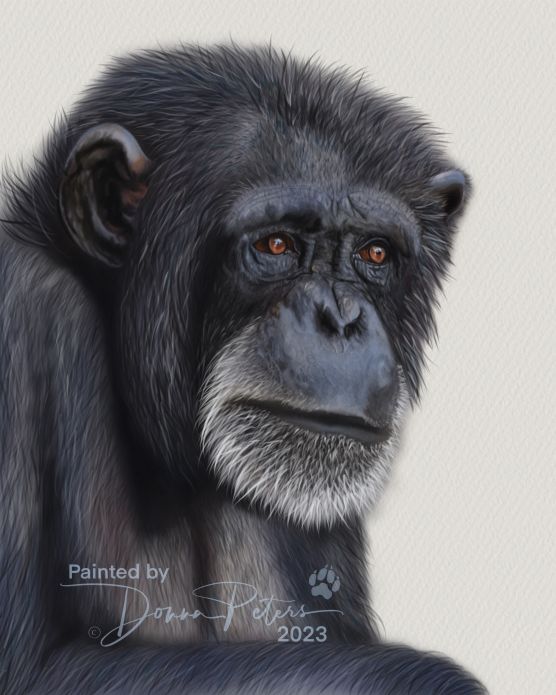 Charlie the chimpanzee