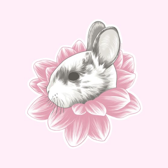 Dahlia bunny