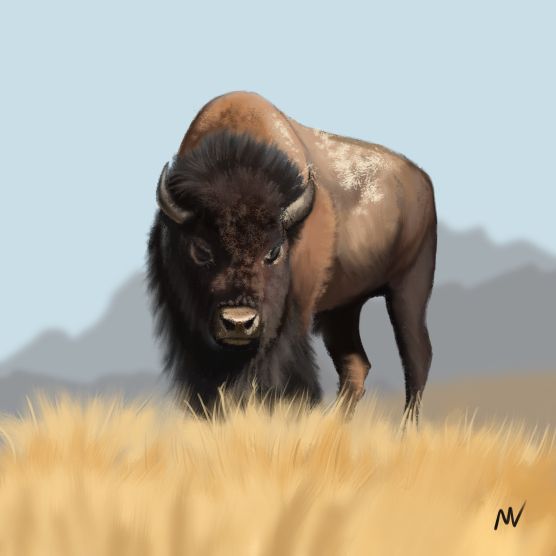 Majestic Buffalo